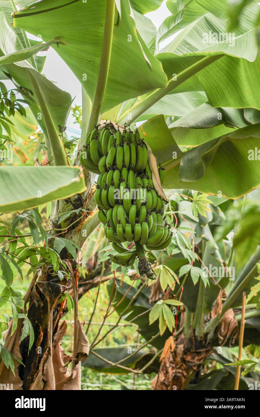 Sonnengetrocknete banane immagini e fotografie stock ad alta ...