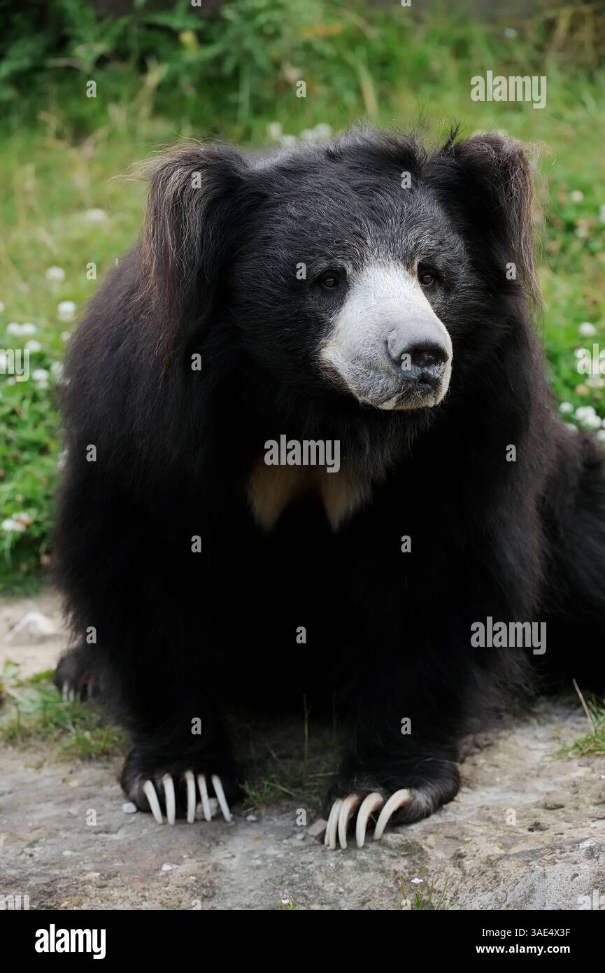 Sloth bears melursus ursinus immagini e fotografie stock ad alta ...