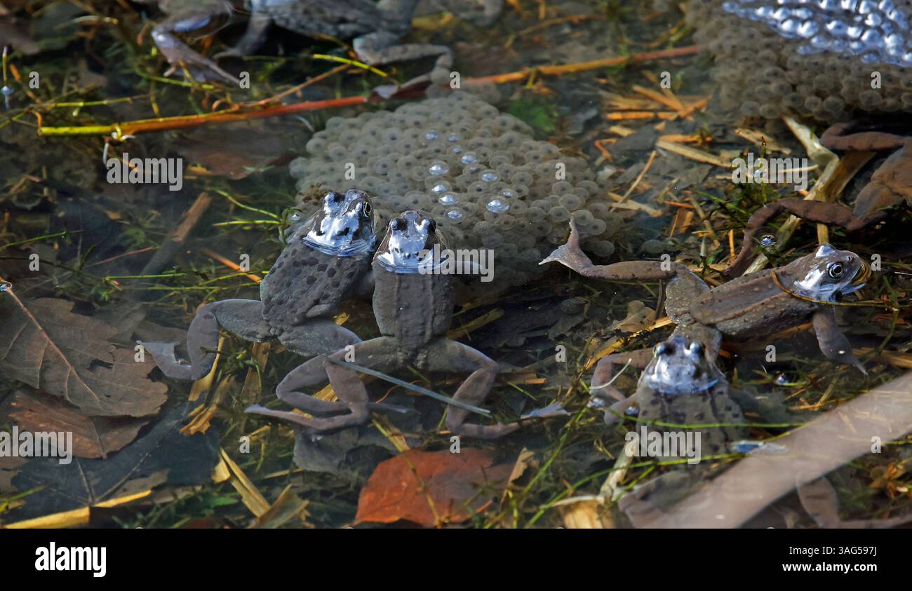 Rana della piscina gracidante in uno stagno immagini e fotografie stock ...