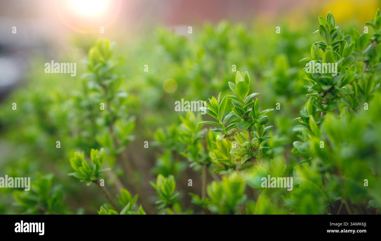 Pianta densa e cespugliosa immagini e fotografie stock ad alta ...