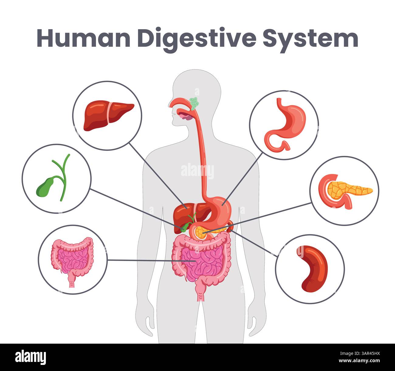 Clipart grafico del sistema digerente umano. Schema infografico clip ...