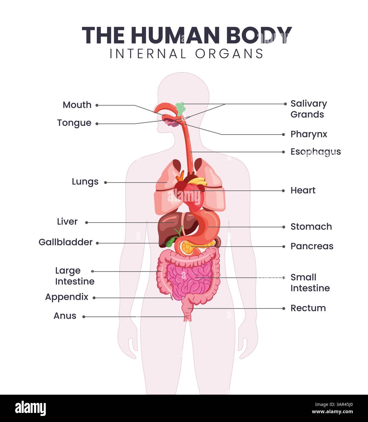 Diagramma Organi Umani Femmina