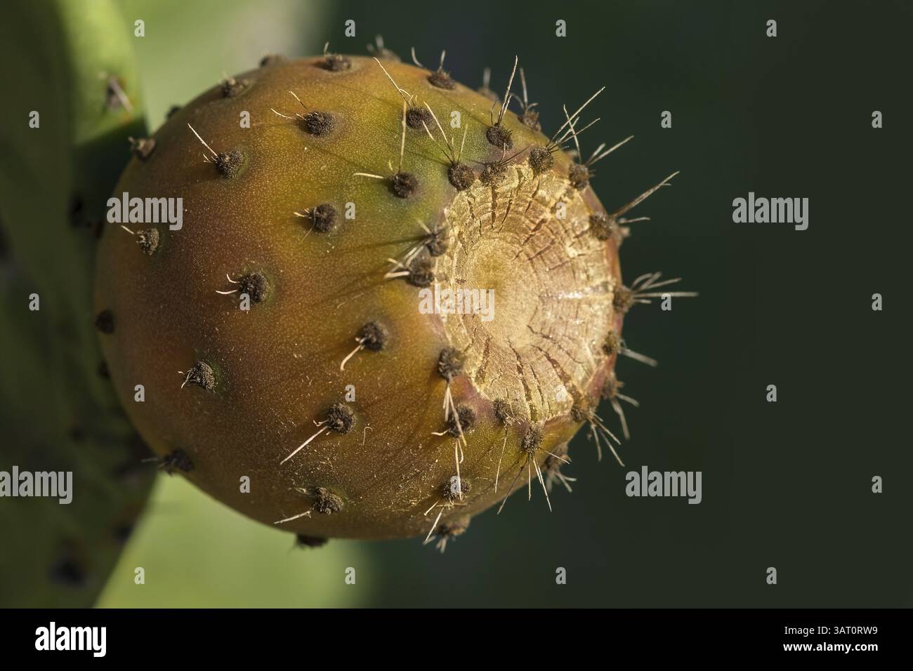 Pianta di foglie spinose immagini e fotografie stock ad alta ...