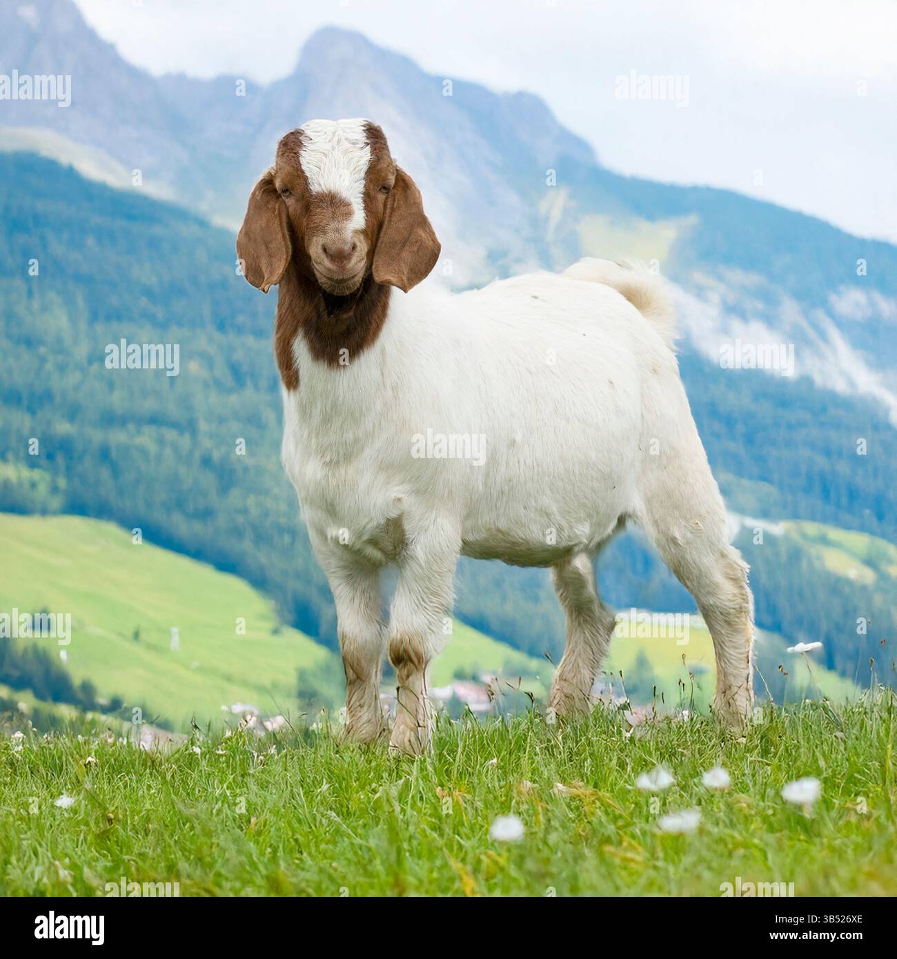 Capra di montagna in montagna immagini e fotografie stock ad alta ...