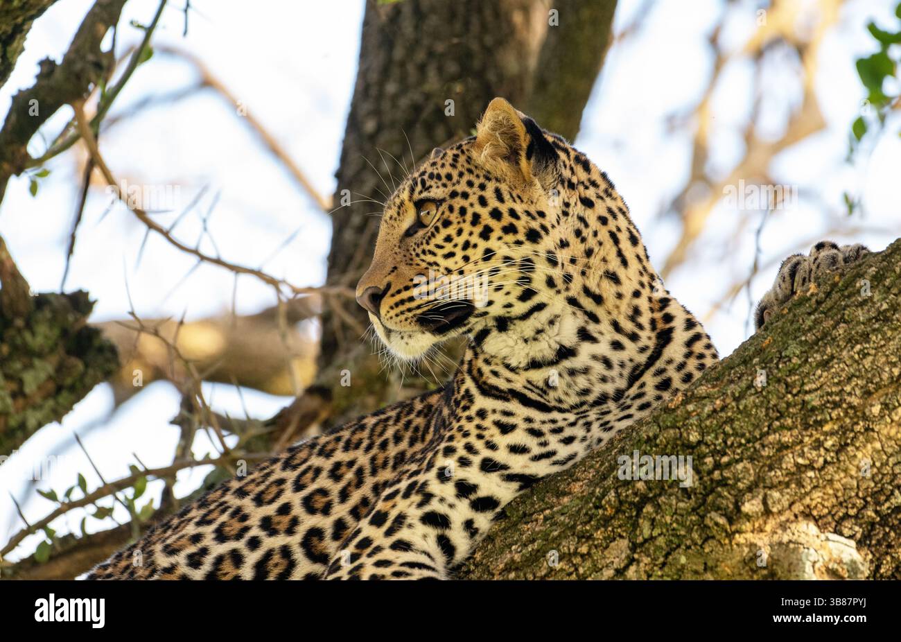 Leopardo africano femmina panthera pardus immagini e fotografie stock ...
