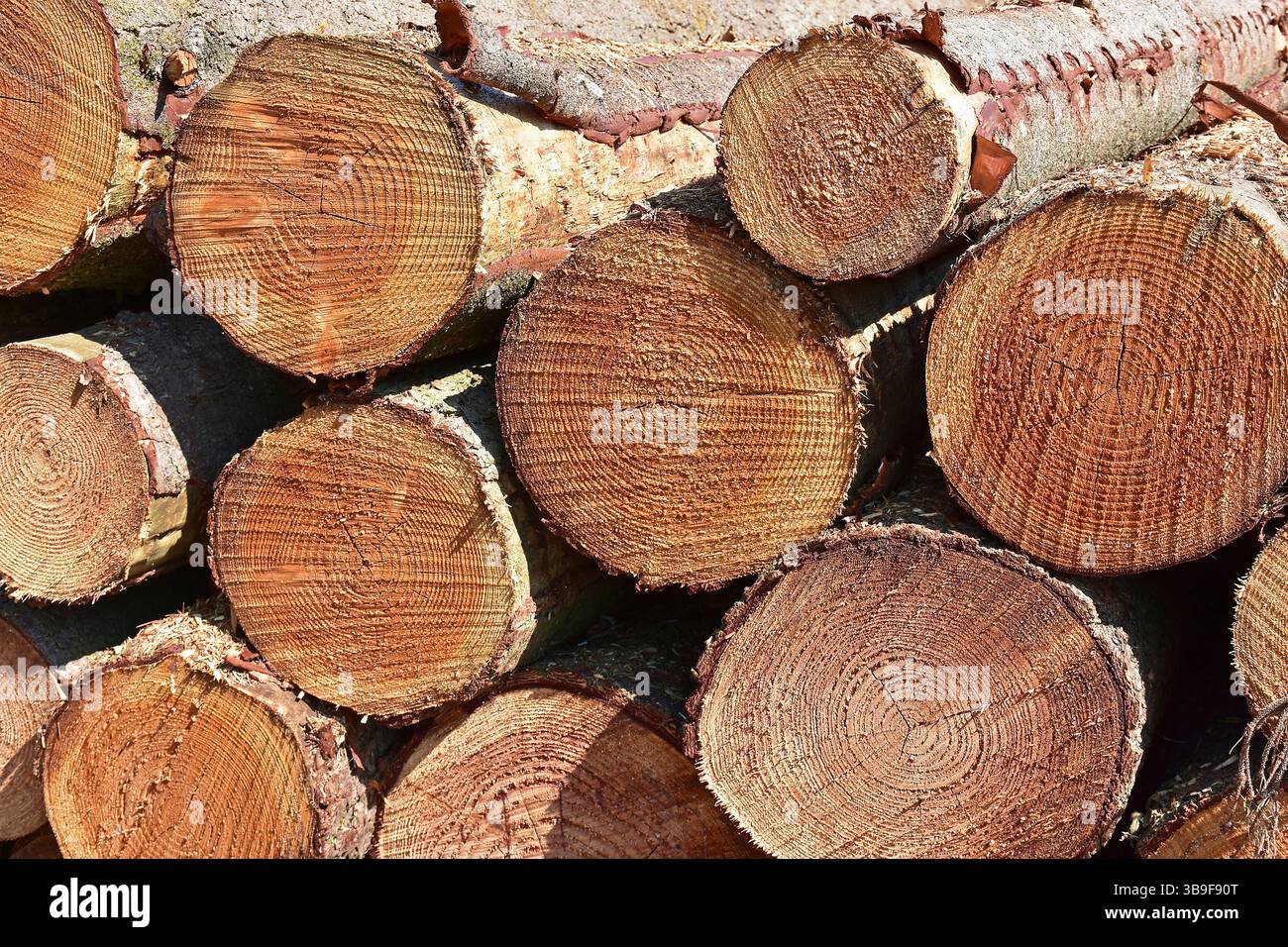 Legno laminato a croce immagini e fotografie stock ad alta risoluzione ...