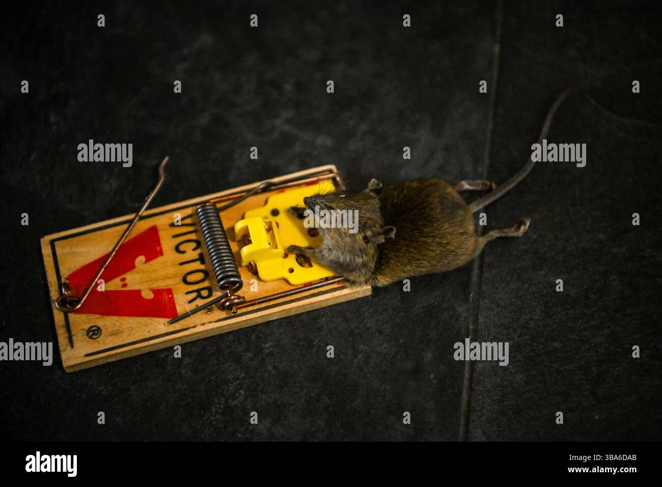 Trappola per topi vittoriana immagini e fotografie stock ad alta ...