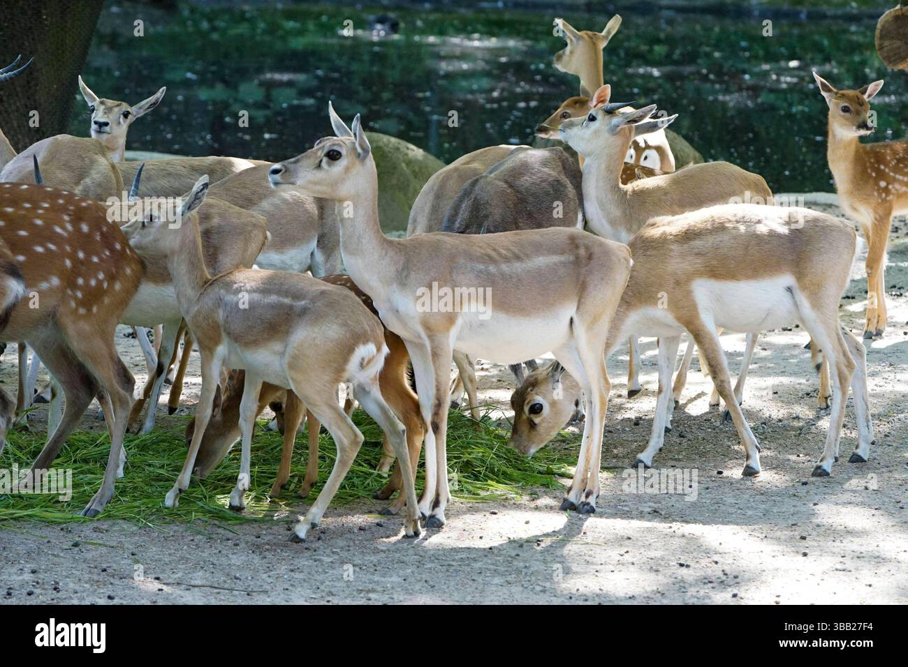 Rehkitze der Sika Herde 8 neue Tiere Bambi und die jungen ...