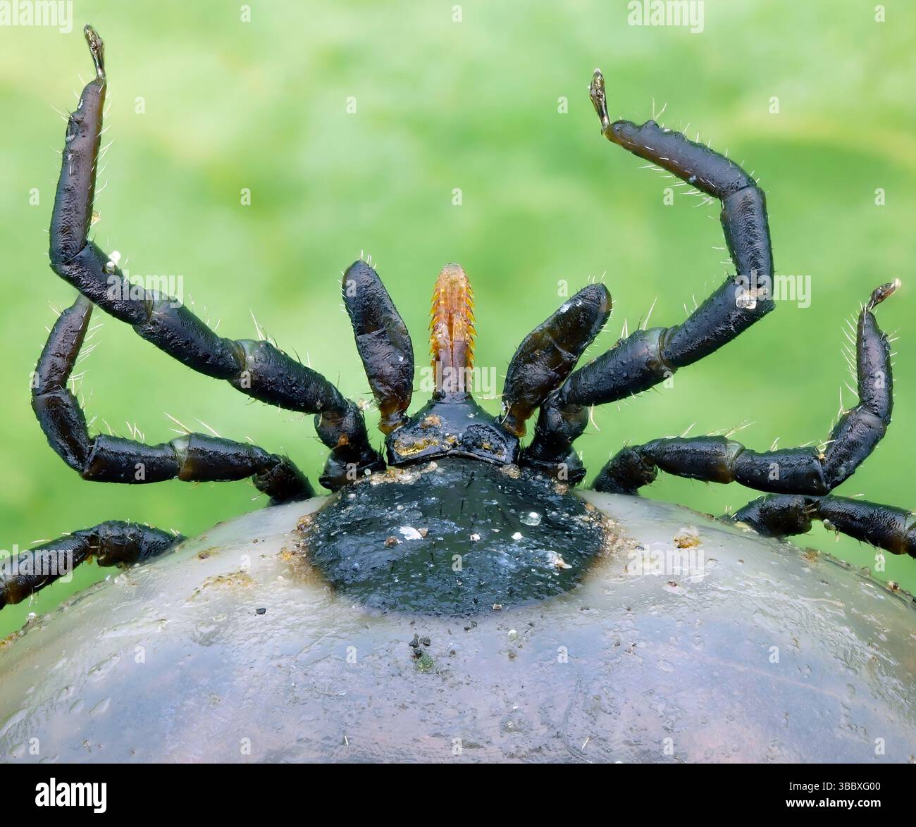 Apparato boccale di un segno di spunta immagini e fotografie stock ad ...