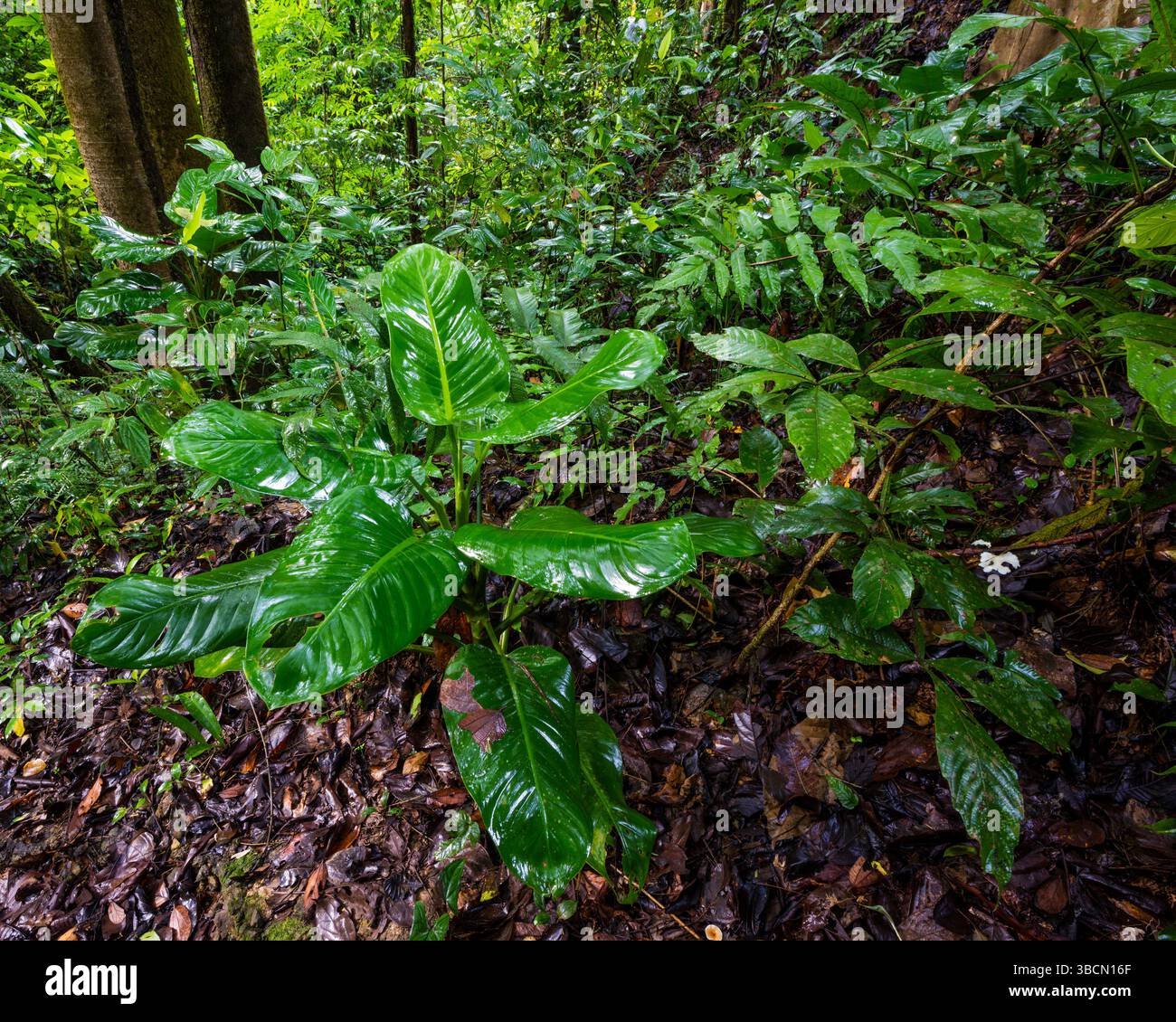Parque nacional cerro hoya immagini e fotografie stock ad alta ...