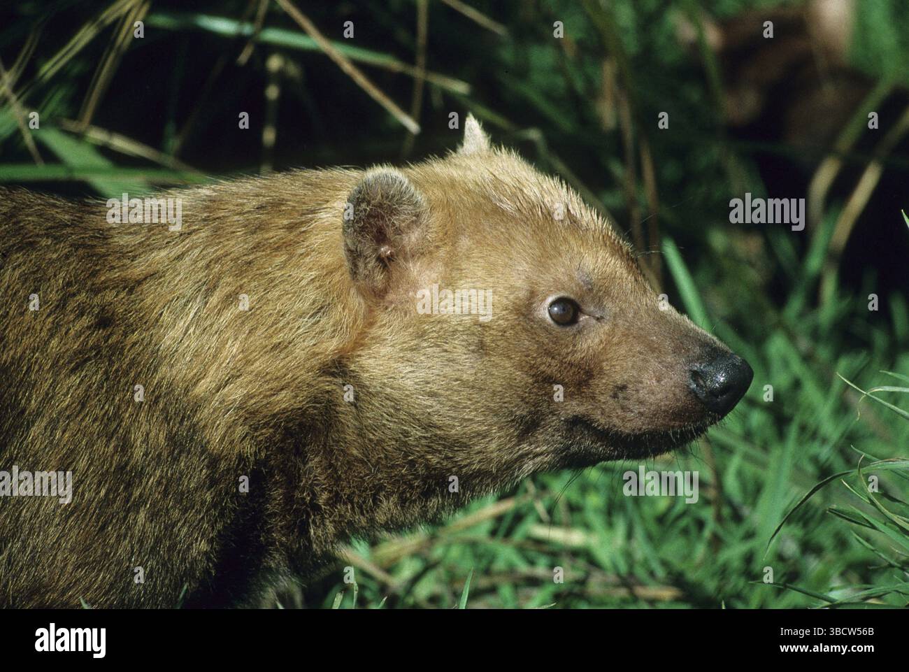 Speothos venaticus immagini e fotografie stock ad alta risoluzione - Alamy