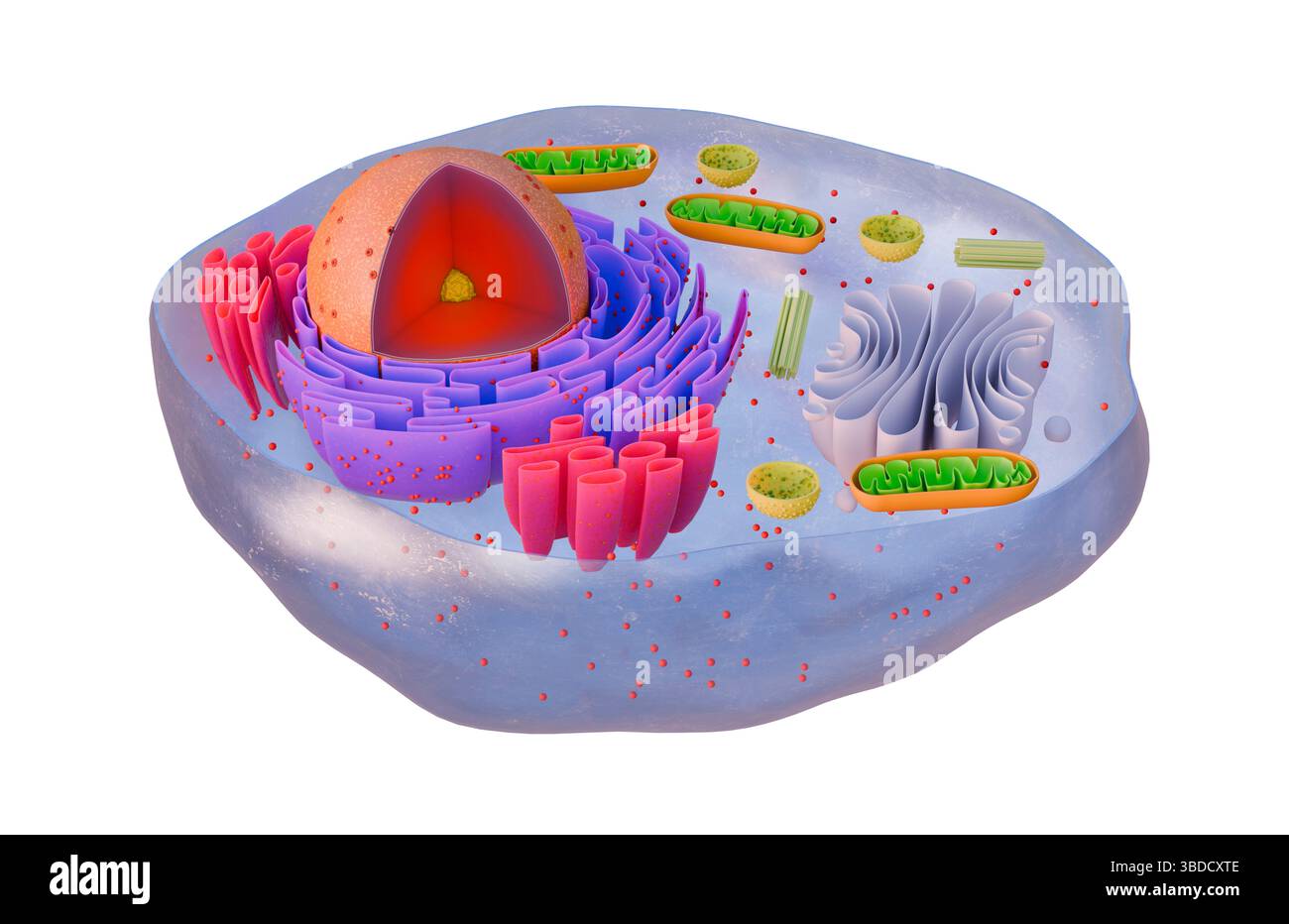 Nucleo della cellula immagini e fotografie stock ad alta risoluzione ...