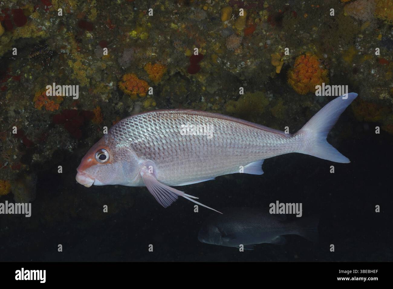 Fingerfin natale immagini e fotografie stock ad alta risoluzione - Alamy