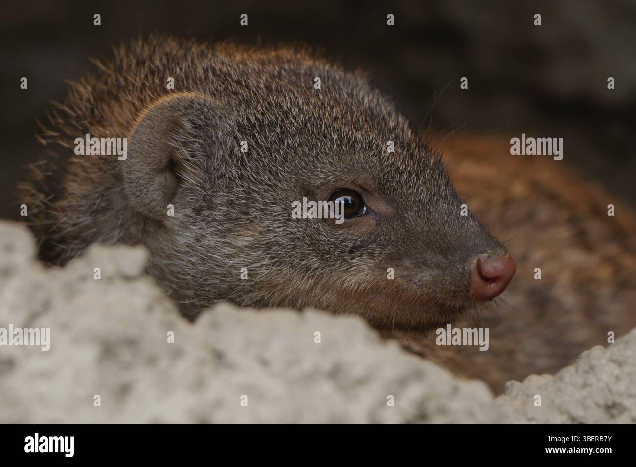 Mangusta striata immagini e fotografie stock ad alta risoluzione - Alamy
