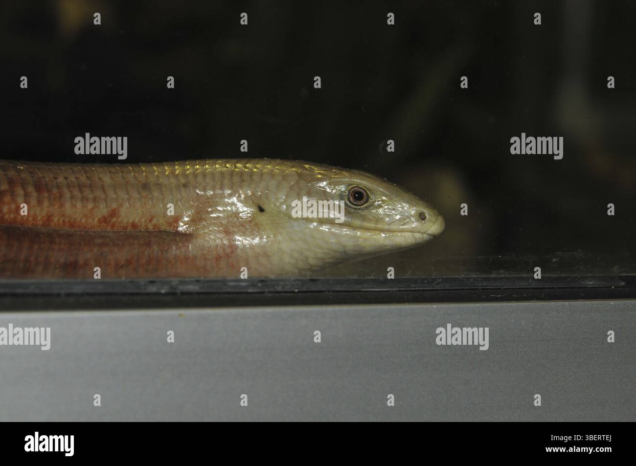 Ophisaurus apodus immagini e fotografie stock ad alta risoluzione - Alamy