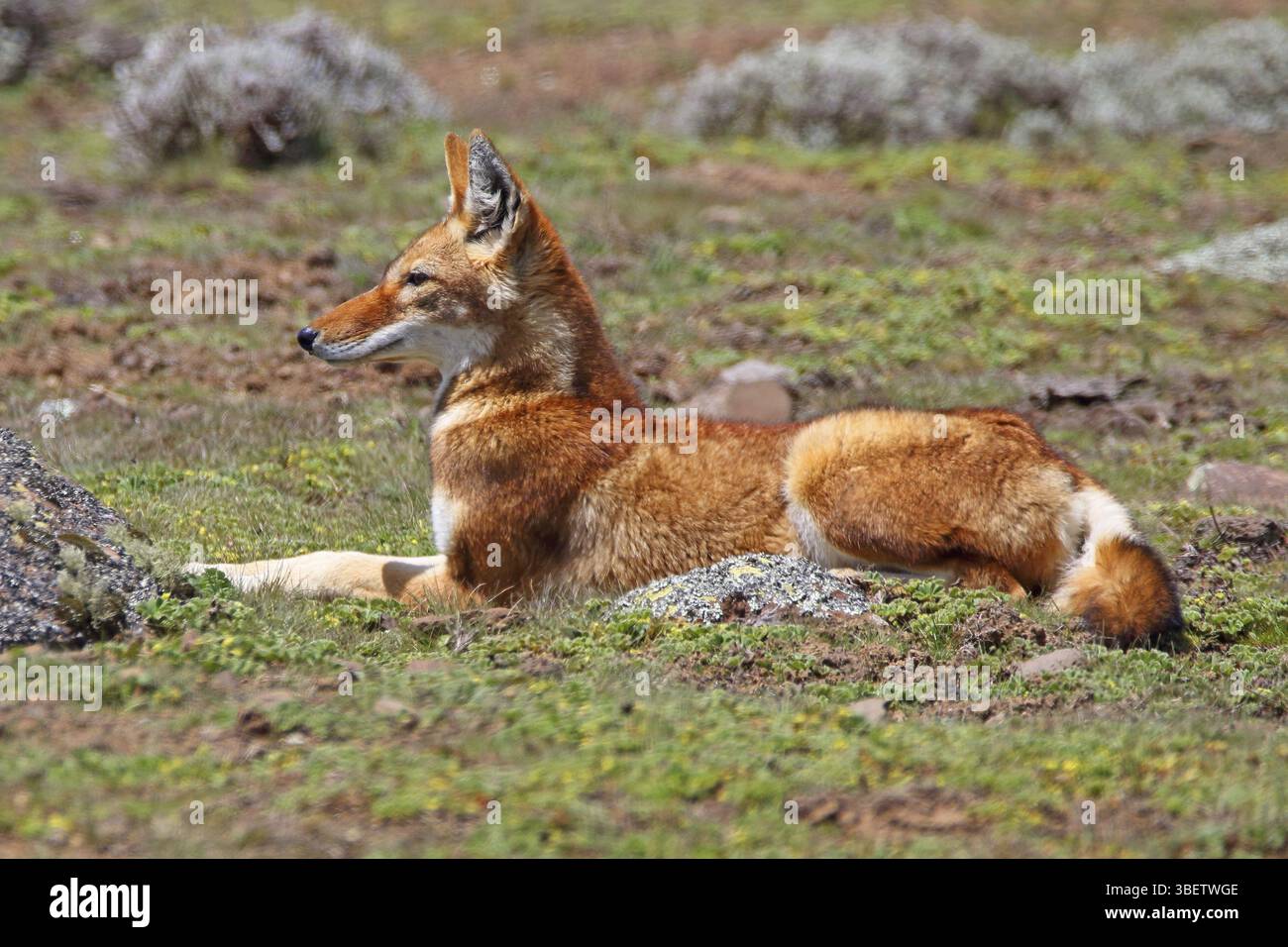 Ethiopian wolf canis simensis immagini e fotografie stock ad alta ...