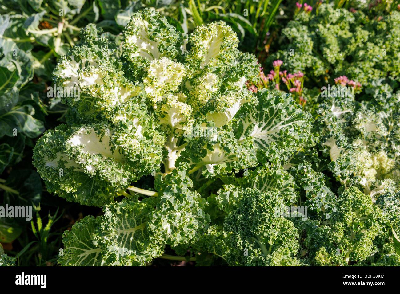 Cavolo riccio uk immagini e fotografie stock ad alta risoluzione - Alamy