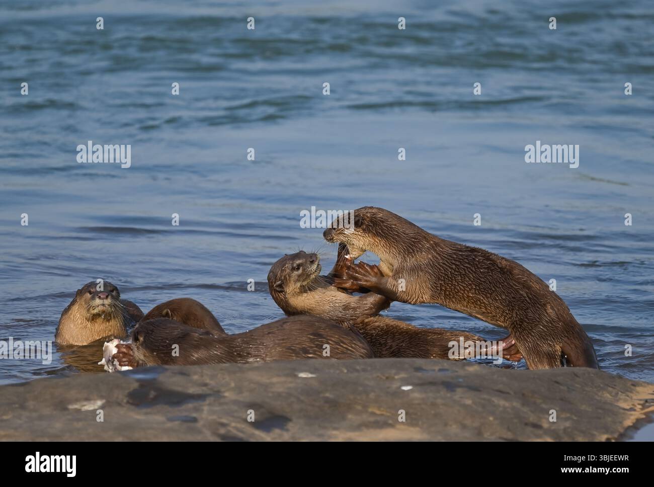 Giovani lontre marine immagini e fotografie stock ad alta risoluzione ...