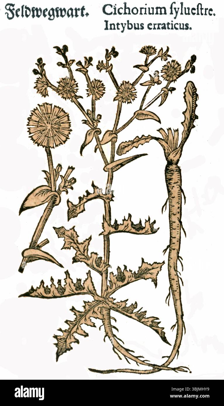 Illustrazione botanica di cichorium intybus immagini e fotografie stock ...