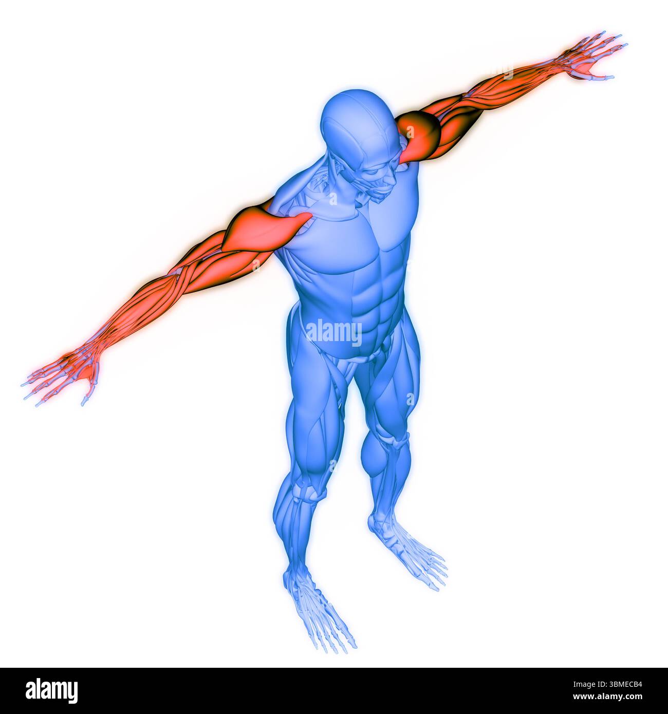 Sistema muscolare umano Immagini senza sfondo e Foto Stock ritagliate ...
