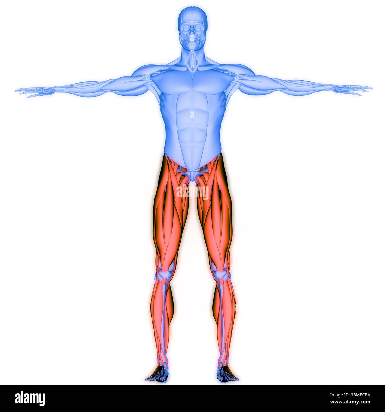 Muscoli della gamba anatomia Immagini senza sfondo e Foto Stock ...