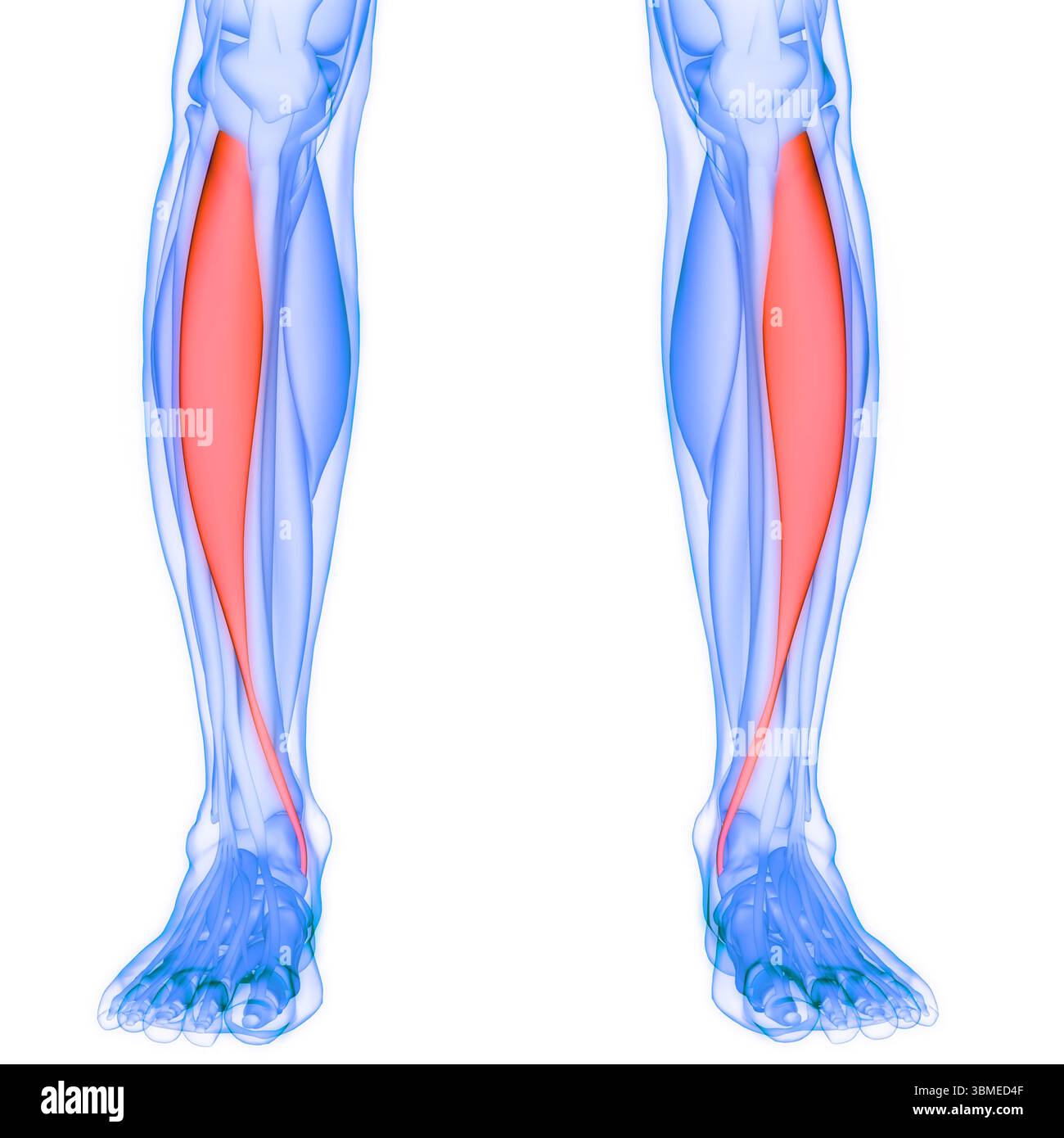 Muscoli della gamba anatomia Immagini senza sfondo e Foto Stock ...