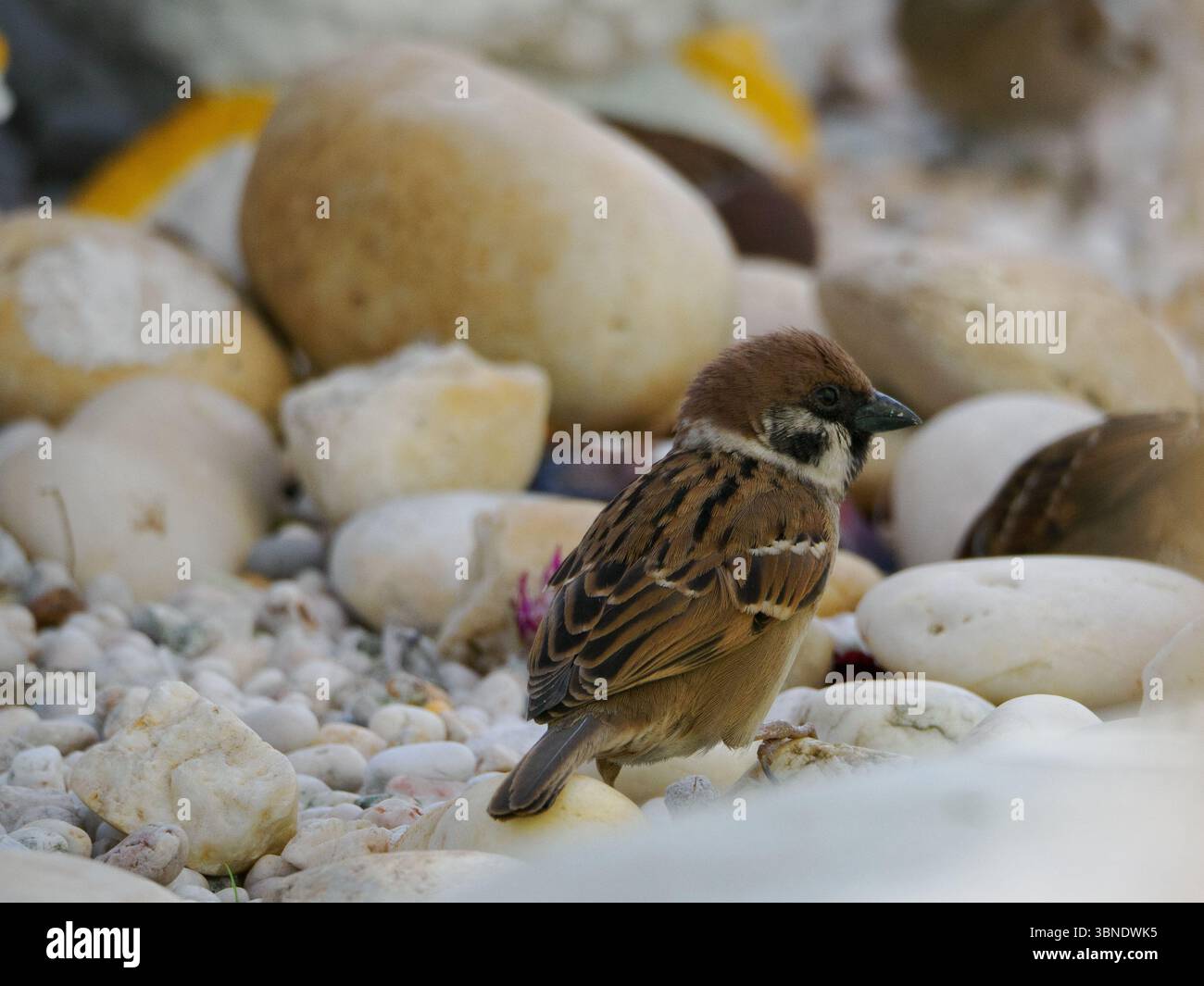 Passeridae passero immagini e fotografie stock ad alta risoluzione - Alamy