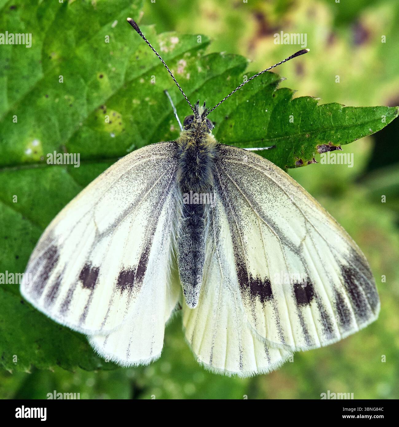 Farfalla bianca immagini e fotografie stock ad alta risoluzione - Alamy