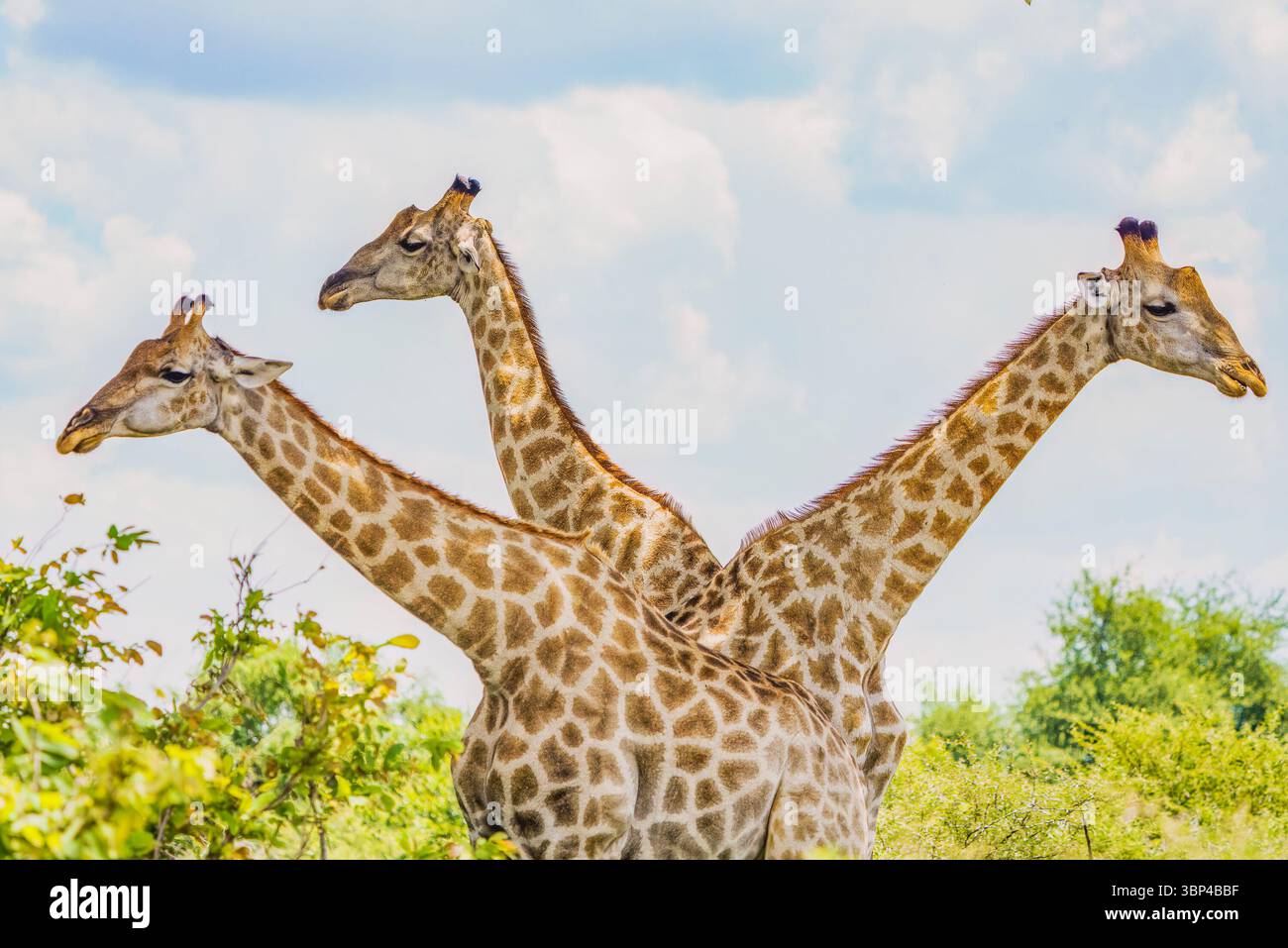 Cerbero a tre teste immagini e fotografie stock ad alta risoluzione - Alamy
