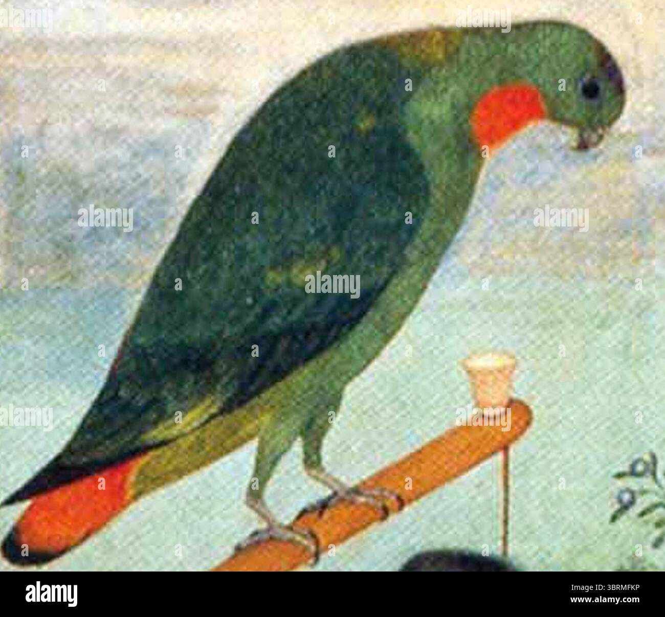 Loriculus galgulus immagini e fotografie stock ad alta risoluzione - Alamy