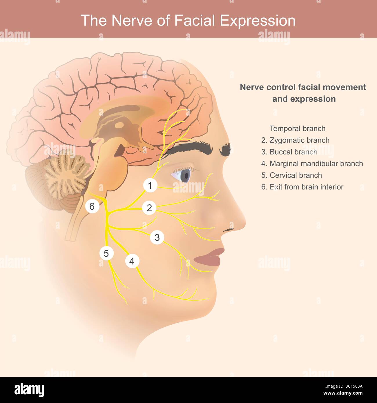 Facial muscle anatomy Immagini Vettoriali Stock - Alamy