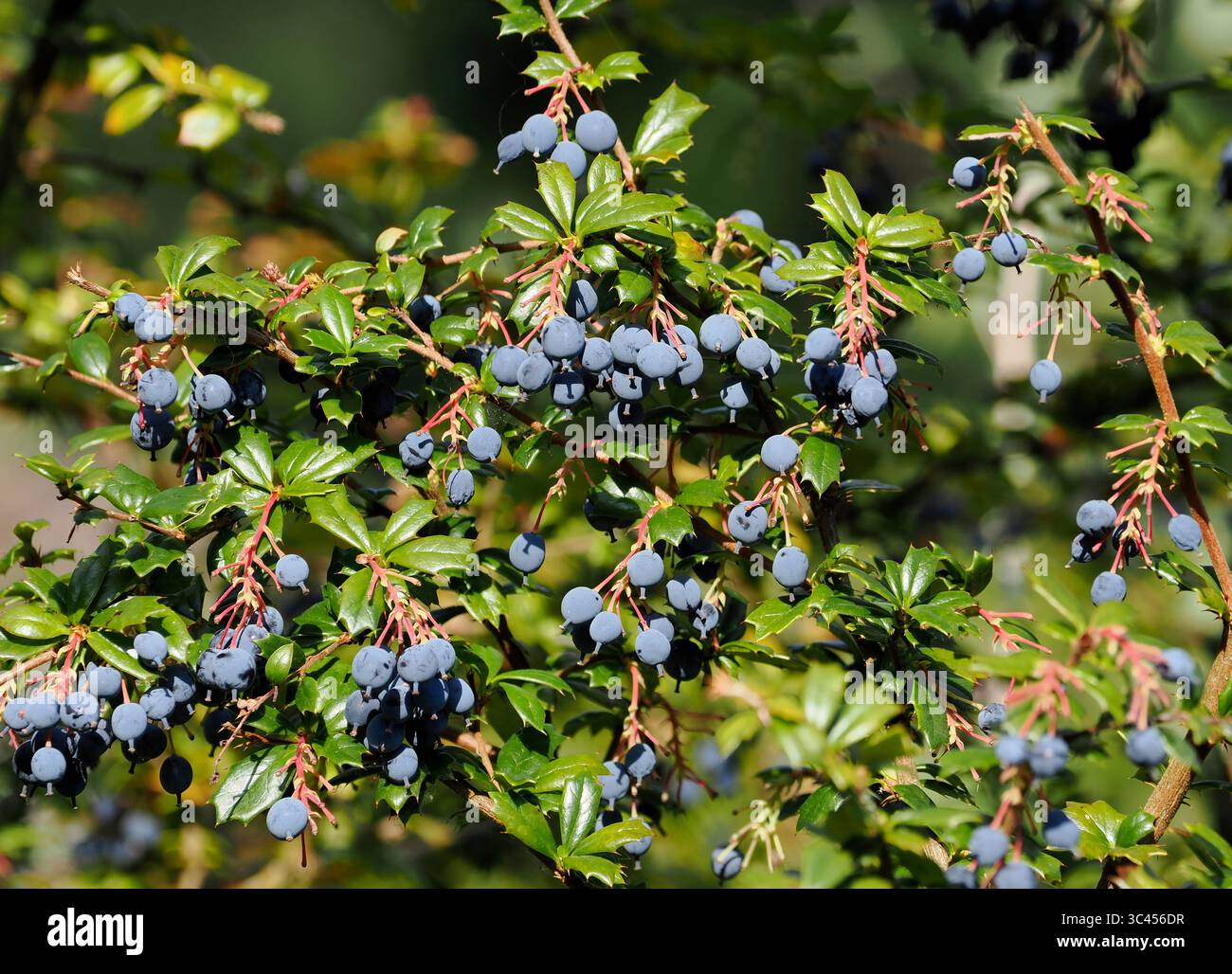 Bacche di darwinii berberis immagini e fotografie stock ad alta ...