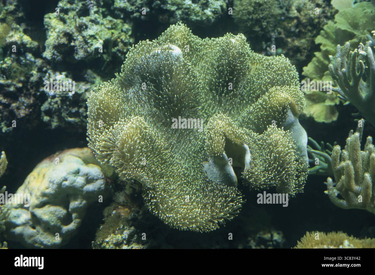Stichodactyla sp immagini e fotografie stock ad alta risoluzione - Alamy
