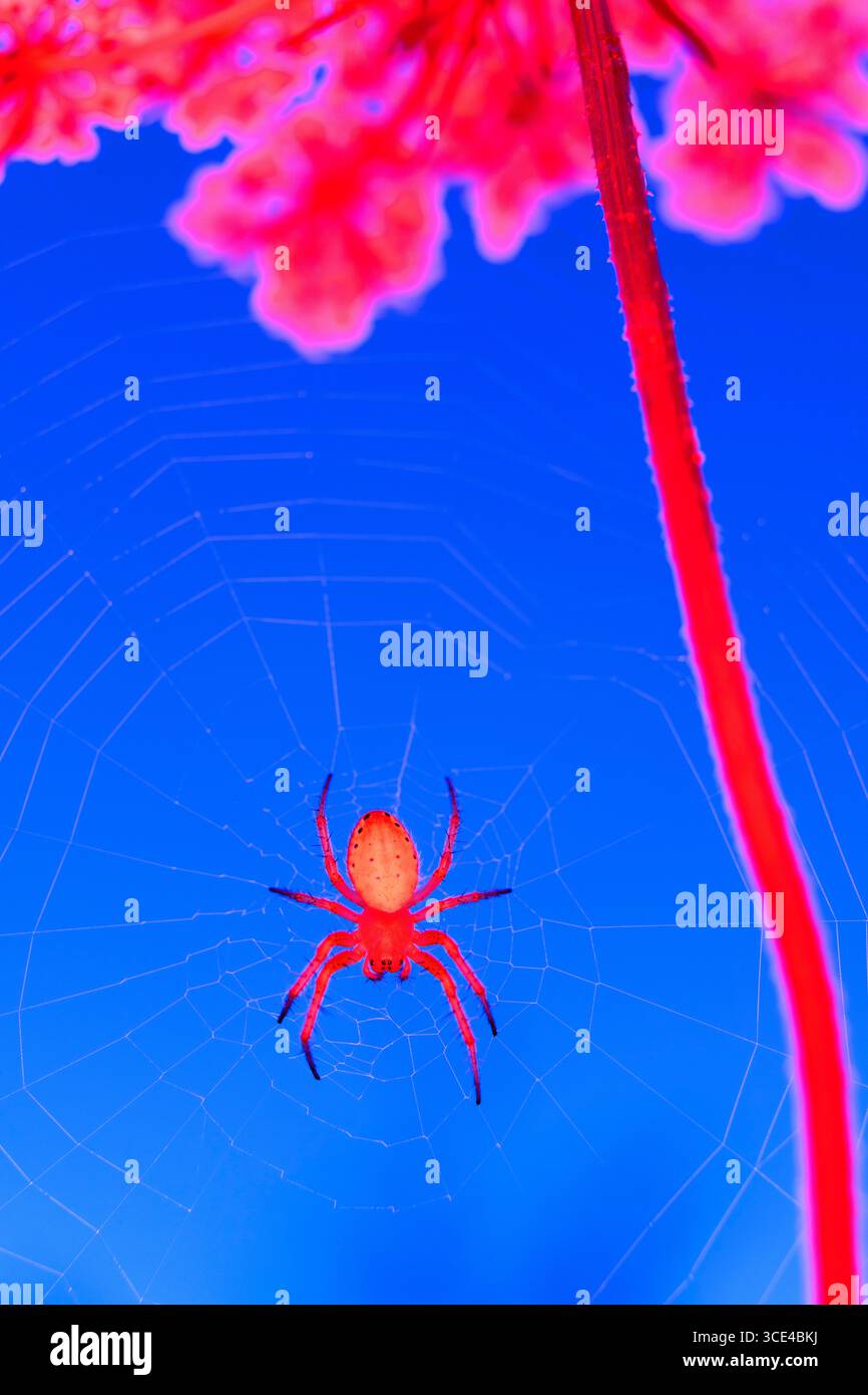 Ragno radioattivo immagini e fotografie stock ad alta risoluzione - Alamy