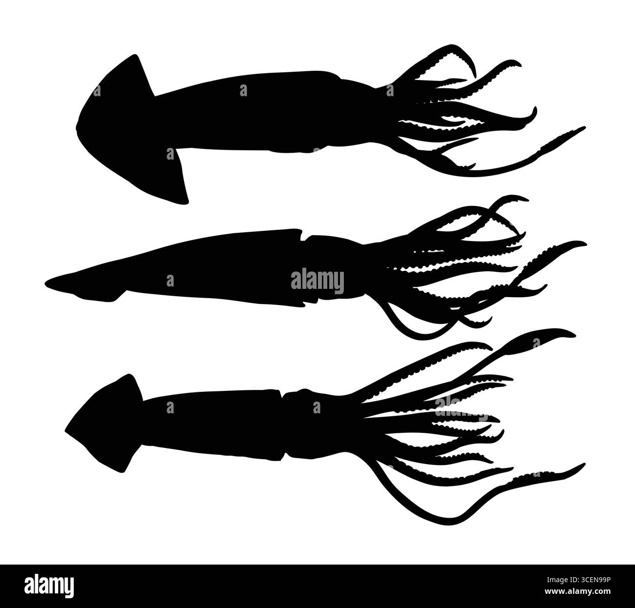 Calamari da pesca Immagini Vettoriali Stock - Alamy