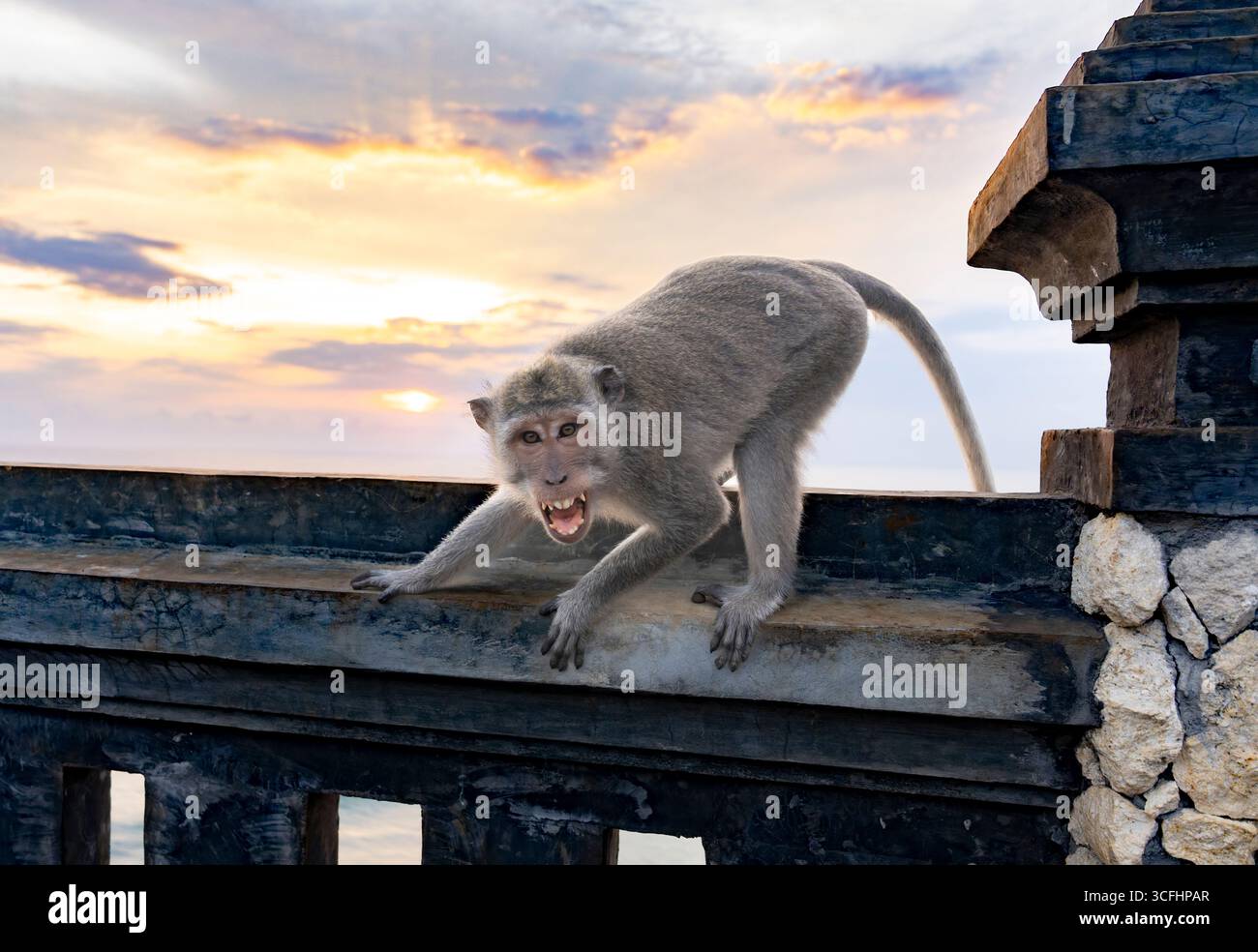 Scimmia balinese dalla coda bianca immagini e fotografie stock ad alta ...