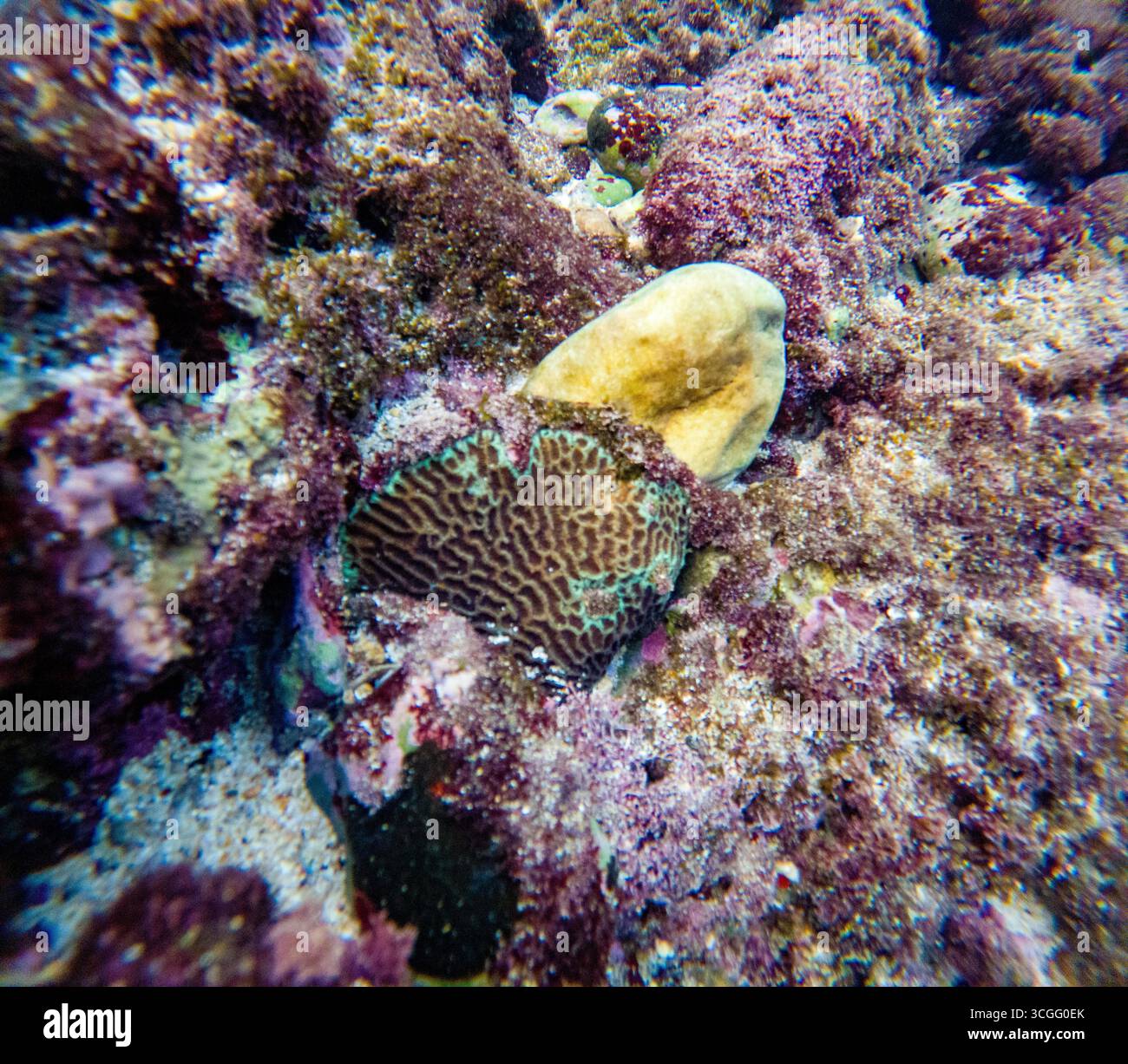 Phylum porifera immagini e fotografie stock ad alta risoluzione - Alamy