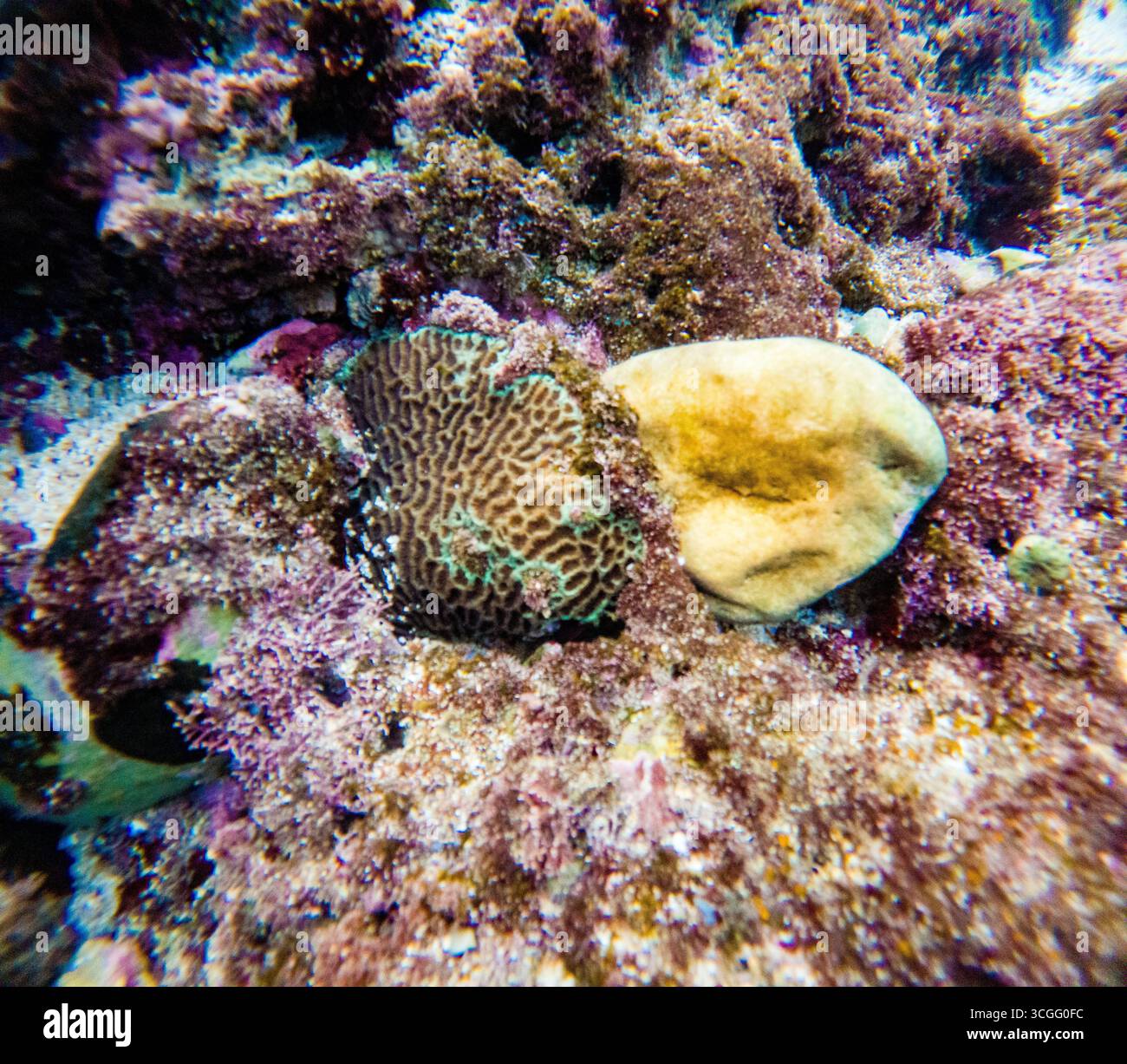 Phylum porifera immagini e fotografie stock ad alta risoluzione - Alamy