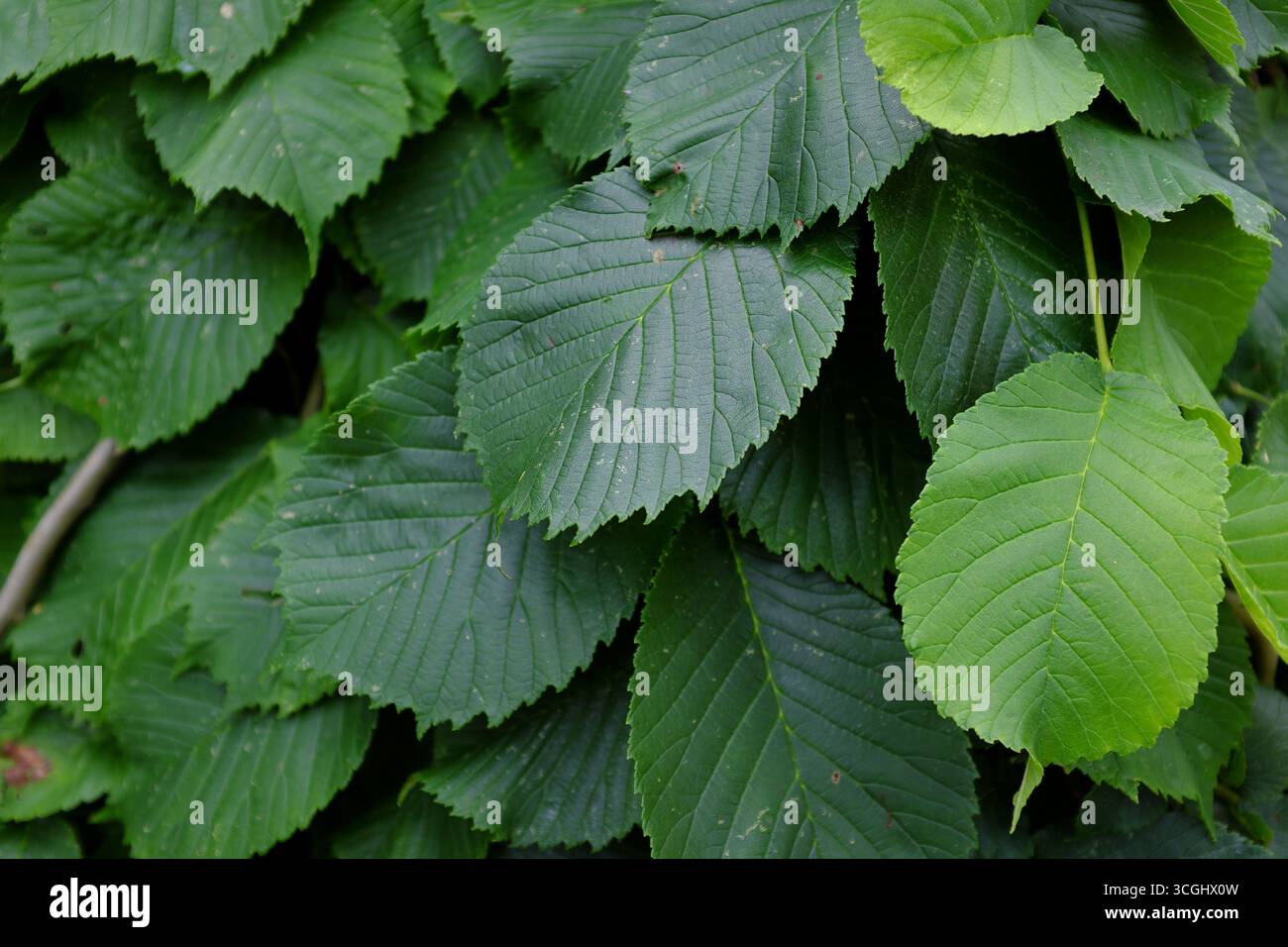 Ulmus glabra pendula immagini e fotografie stock ad alta risoluzione ...