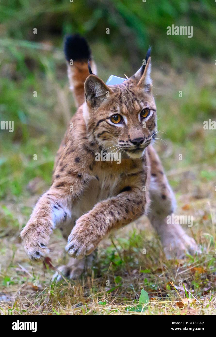 01 settembre 2025, Sassonia, Eibenstock: La lince maschile (Kuder ...