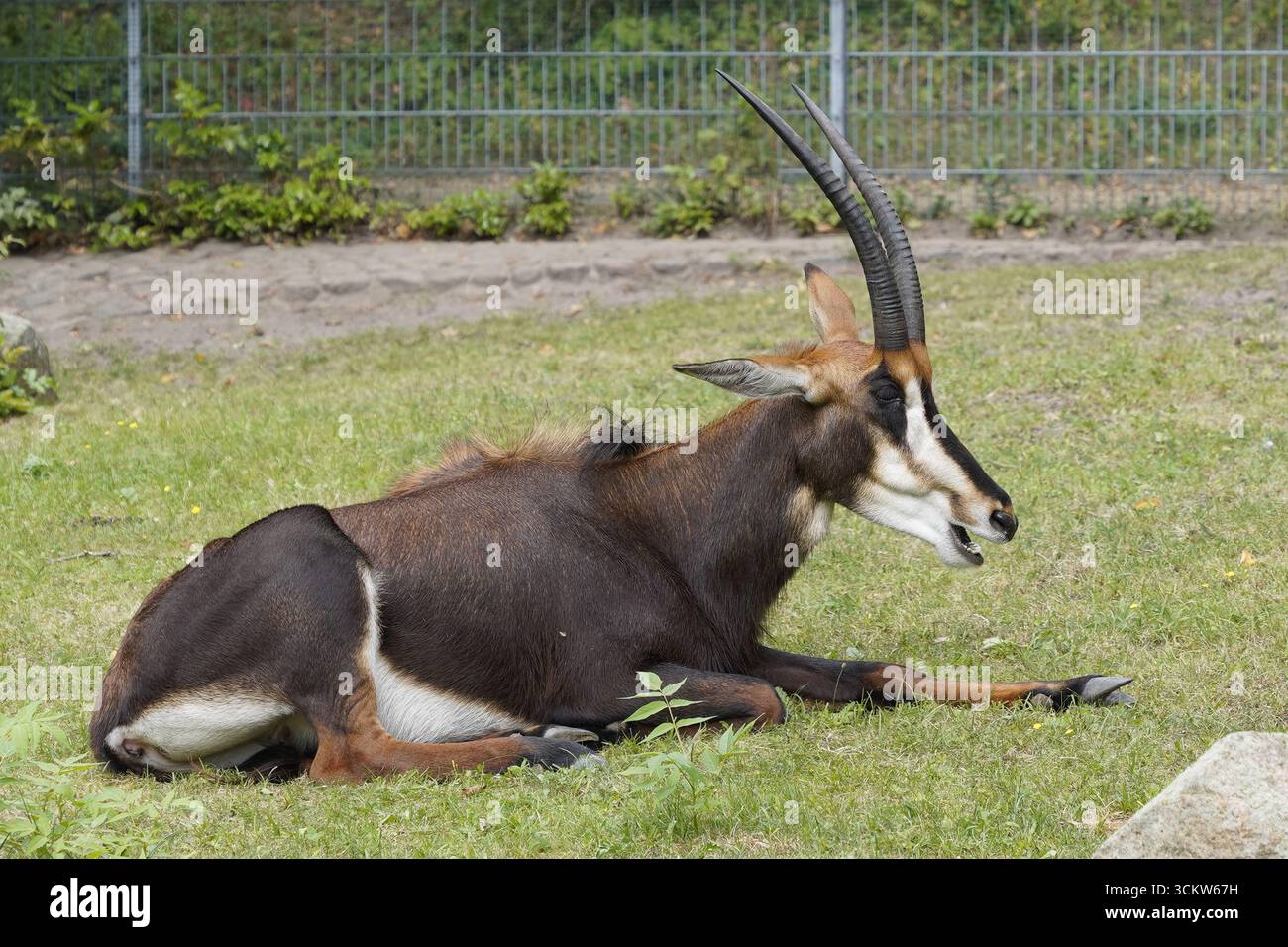 Sabel antilope immagini e fotografie stock ad alta risoluzione - Alamy