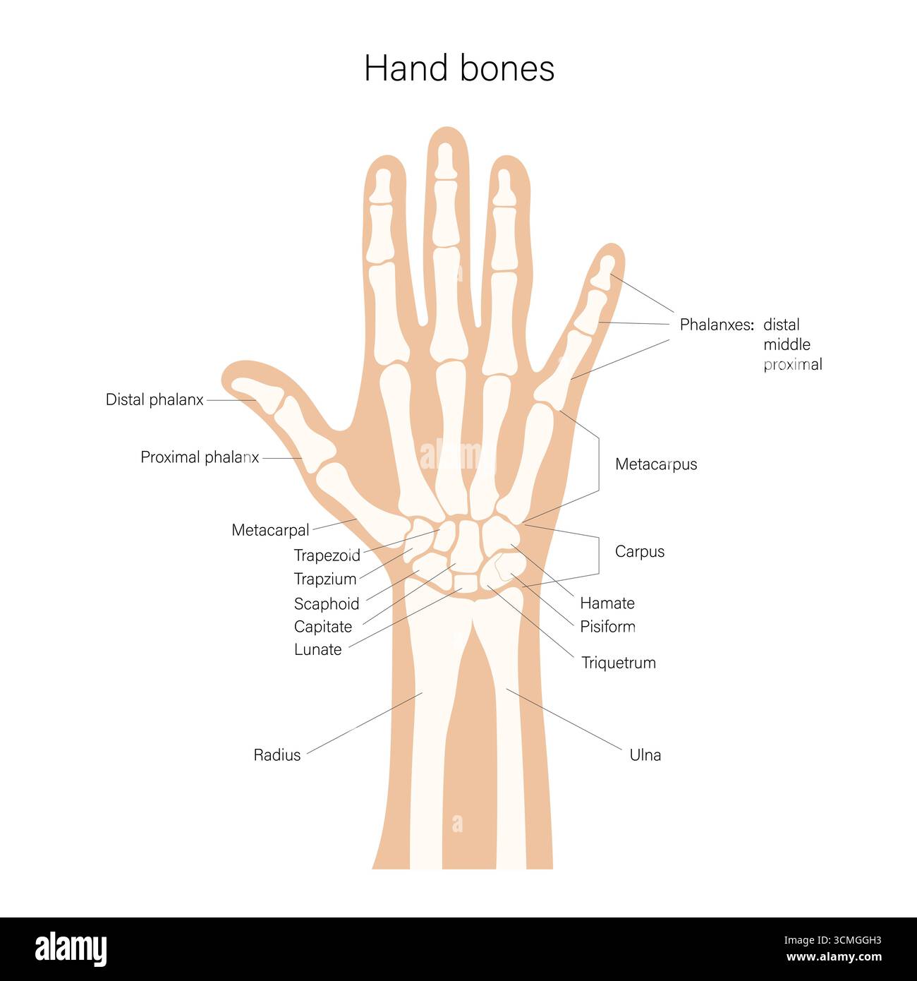 Scheletro umano con anatomia etichettata immagini e fotografie stock ad ...