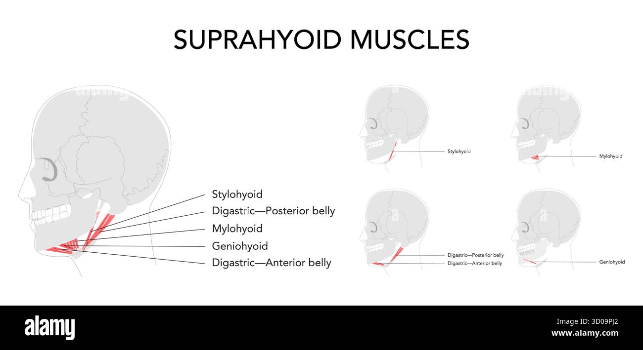 Anatomy human hyoid bone muscles immagini e fotografie stock ad alta ...