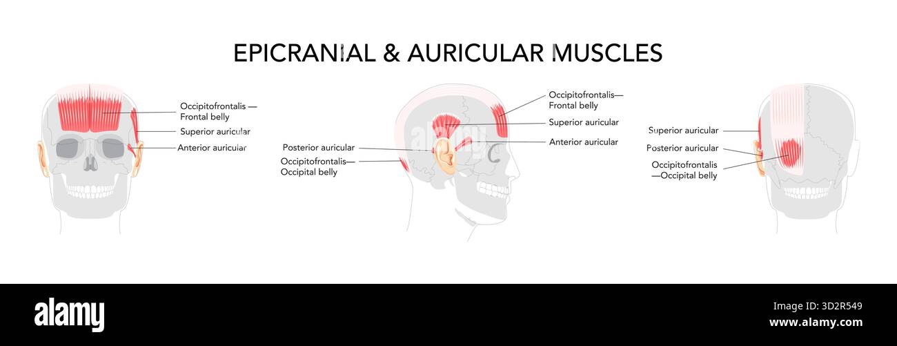 Human anatomy chart muscles Immagini Vettoriali Stock - Alamy