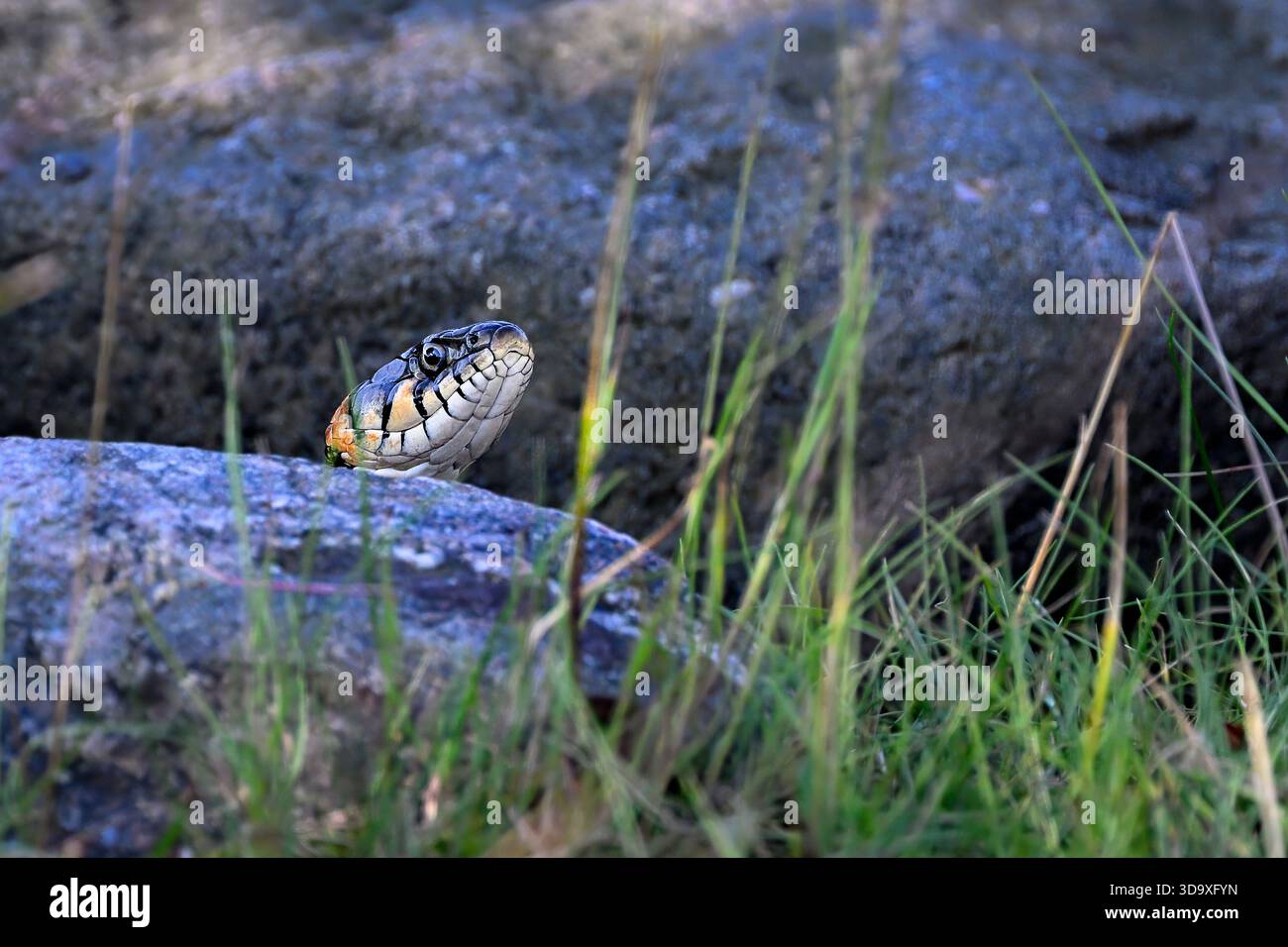 Testa di serpente da dietro immagini e fotografie stock ad alta ...