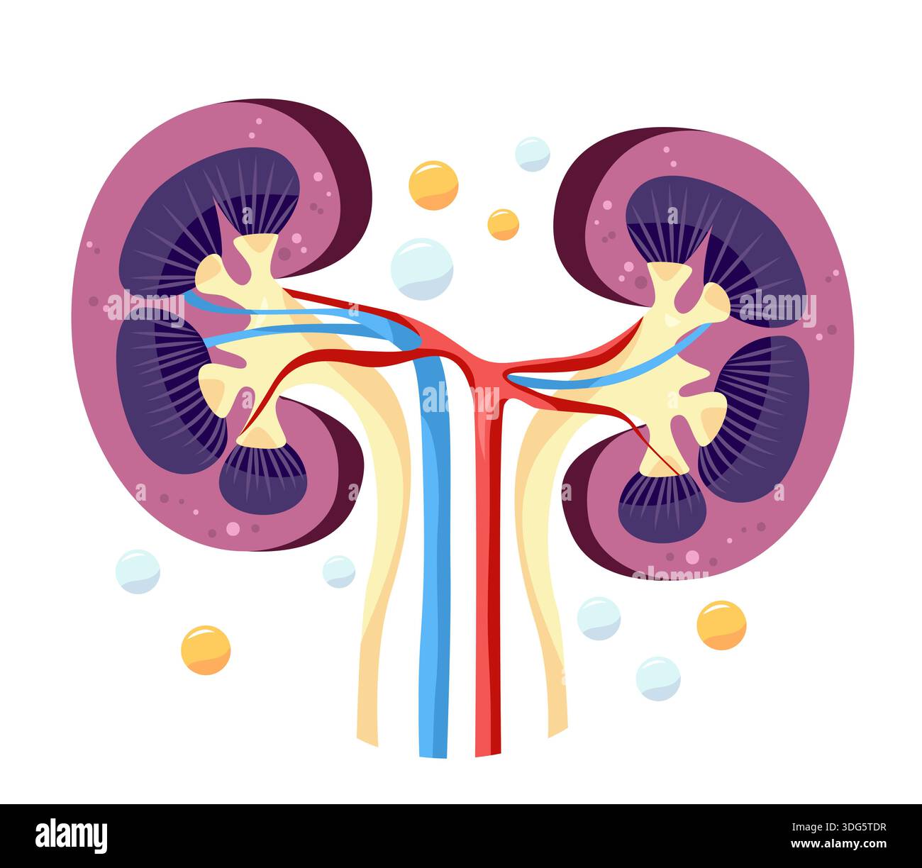 Anatomia del glomerulo del rene Immagini Vettoriali Stock - Alamy