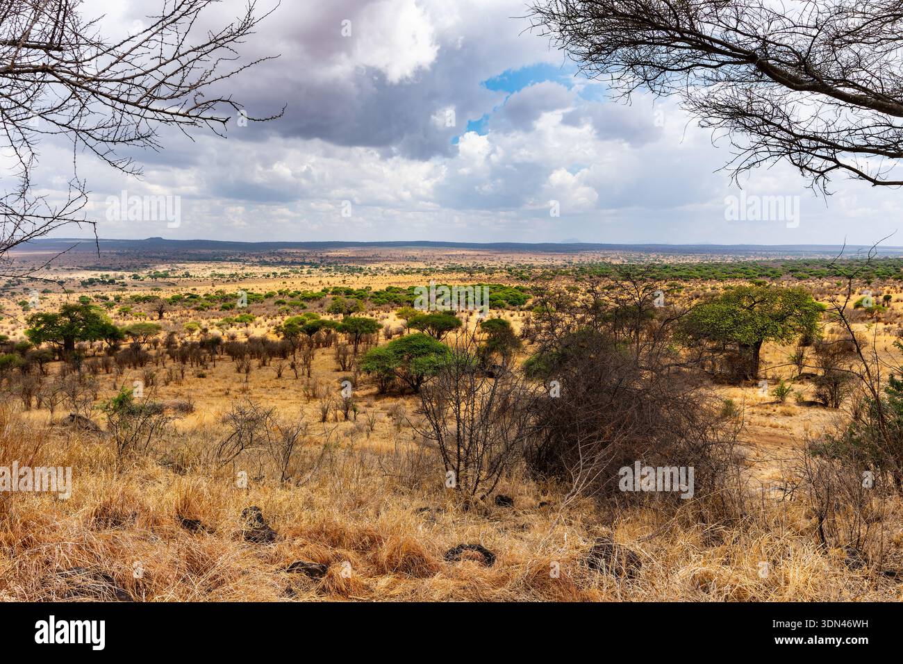 Area di conservazione del tarangire immagini e fotografie stock ad alta ...