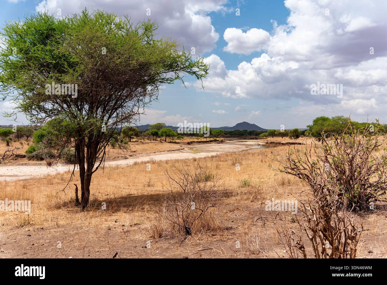 Area di conservazione del tarangire immagini e fotografie stock ad alta ...
