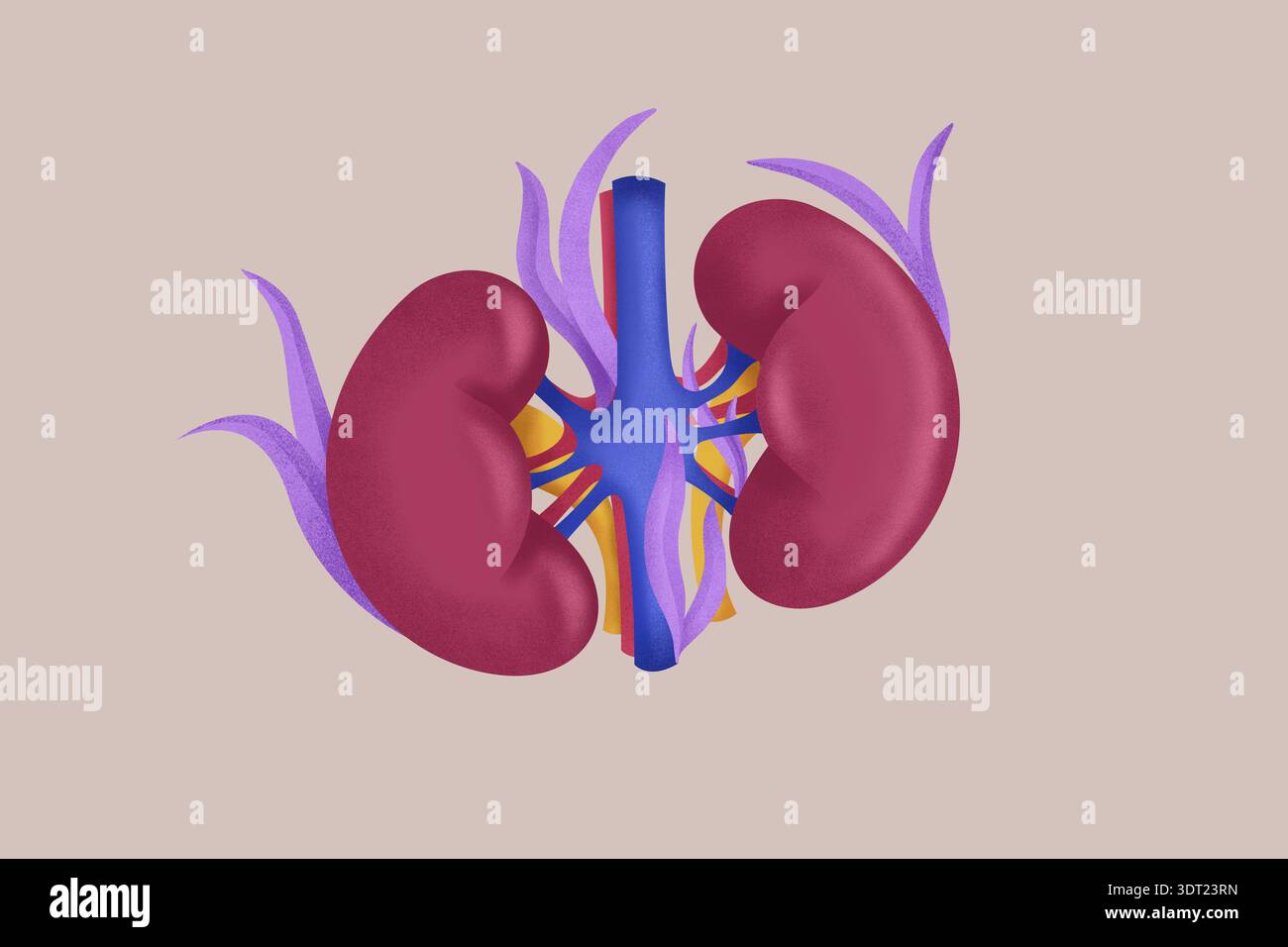 Anatomia dei reni immagini e fotografie stock ad alta risoluzione - Alamy