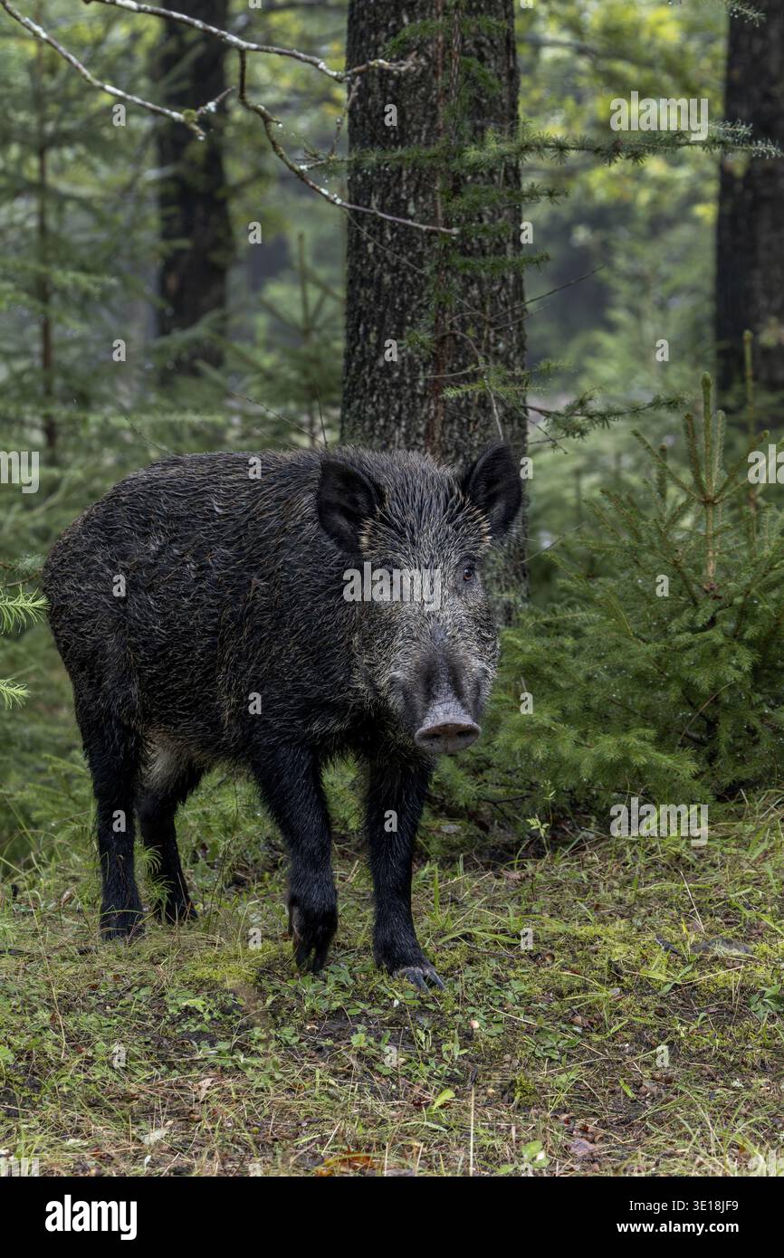 Avvisi sonori immagini e fotografie stock ad alta risoluzione - Alamy